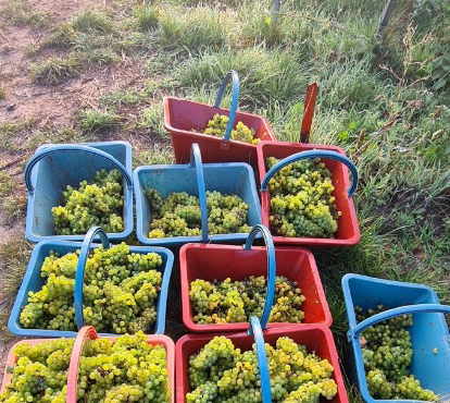 フランス、シャンパーニュの生産者CHAMPAGNE WILLIAM BRUN(シャンパーニュ・ウィリアム・ブリュン) | 輸入ワインの専門商社 ...